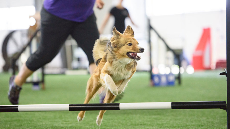 Dog Training Center of Chester County